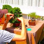 Bonsai Tour & Experience at the Most Sacred City for Bonsai in JP - A Close Look at the Experience