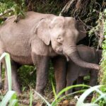 Borneo Kinabatangan River Cruise Day Trip - Arriving at the Sanctuary: First Impressions