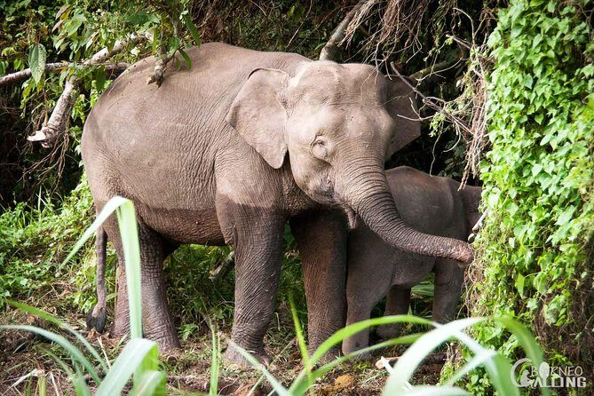 Borneo Kinabatangan River Cruise Day Trip - Arriving at the Sanctuary: First Impressions