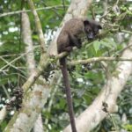 Borneo Wildlife Tour 2 Days 1 Night At Tanjung Bulat Jungle Camp Kinabatangan - The Daily Itinerary in Detail