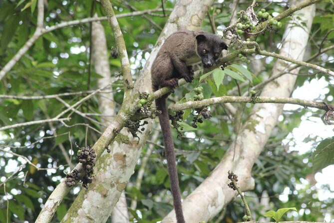 Borneo Wildlife Tour 2 Days 1 Night At Tanjung Bulat Jungle Camp Kinabatangan - The Daily Itinerary in Detail