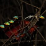 Borneo Wildlife Tour 3 Days 2 Nights At Tanjung Bulat Jungle Camp Kinabatangan - What Sets This Tour Apart?