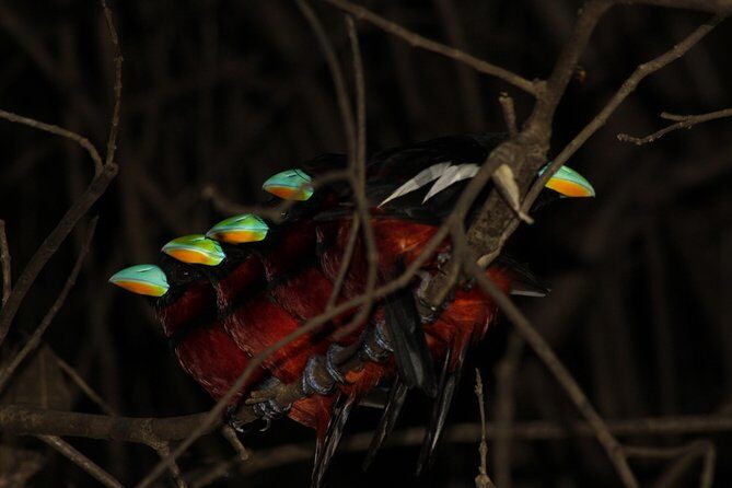 Borneo Wildlife Tour 3 Days 2 Nights At Tanjung Bulat Jungle Camp Kinabatangan - What Sets This Tour Apart?