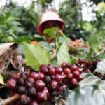 Borobudur & Prambanan in Yogyakarta, train to Malang, hike Bromo & Ijen // 4D3N - Final Thoughts