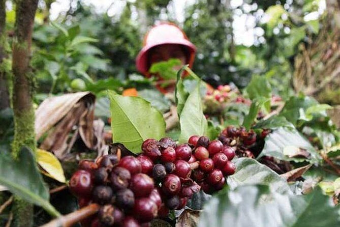 Borobudur & Prambanan in Yogyakarta, train to Malang, hike Bromo & Ijen // 4D3N - Final Thoughts