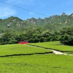 Boseong & Gangjin Green Tea Tour (Private) - Practical Aspects: What You Need to Know