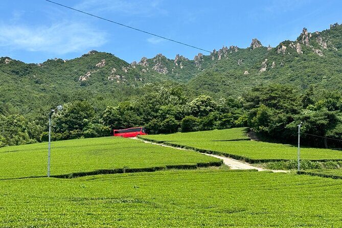 Boseong & Gangjin Green Tea Tour (Private) - Practical Aspects: What You Need to Know