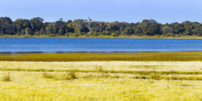 Budget Safari to Wilpaththu National Park from Anuradhapura - What Makes This Safari Stand Out