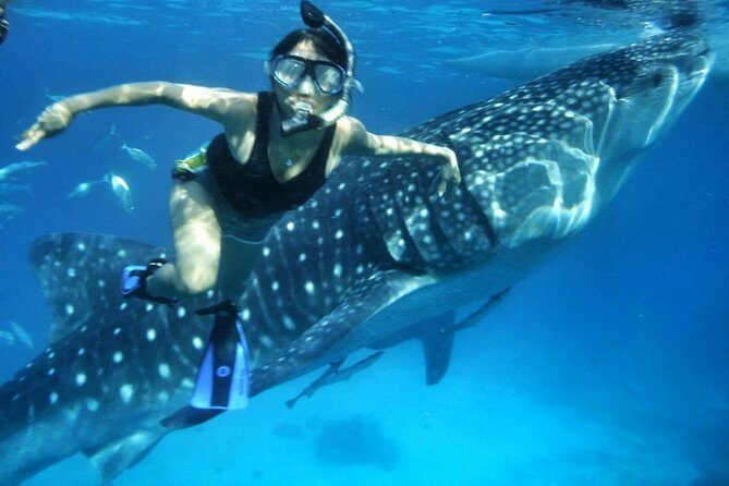 Budgeted: Bohol to Oslob Cebu Whale Shark Experience - What Makes This Tour Stand Out