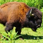 Buffalo Creek Ranch Tour Experience - Why the Experience Offers Good Value