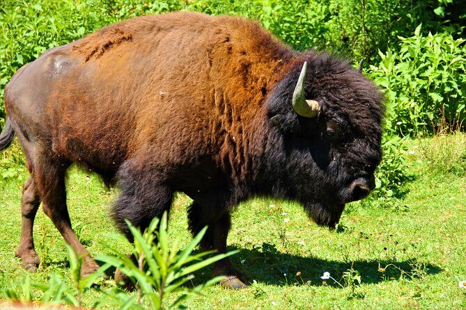 Buffalo Creek Ranch Tour Experience - Why the Experience Offers Good Value