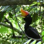 Bukit lawang 2 Day 1 Night with camping - A Deep Dive into the Bukit Lawang Jungle Trek