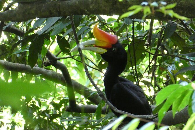 Bukit lawang 2 Day 1 Night with camping - A Deep Dive into the Bukit Lawang Jungle Trek