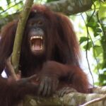 Bukit Merah Orang Utan and Penang City Private Tour - The Practicalities: Transportation, Timing, and Value