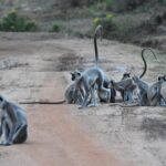 Bundala Birding Paradise - All Inclusive Tour - Who Should Consider This Tour?