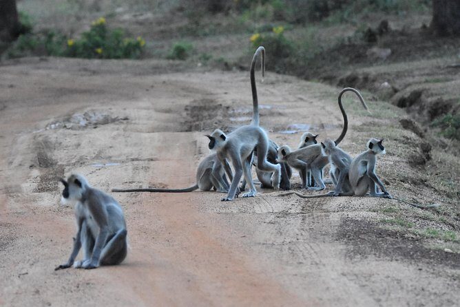 Bundala Birding Paradise - All Inclusive Tour - Who Should Consider This Tour?