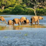 Bundala National Park All Inclusive Safari Tour from Hambantota - The Itinerary Deep Dive