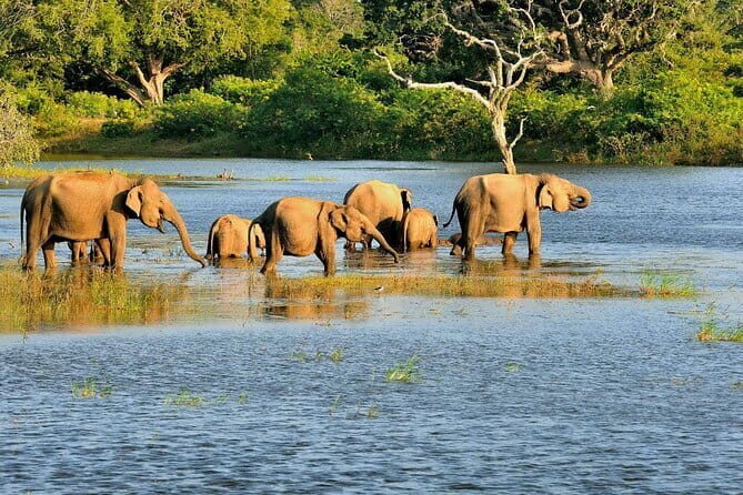 Bundala National Park All Inclusive Safari Tour from Hambantota - The Itinerary Deep Dive