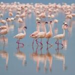 Bundala National Park Private Safari - Who is this safari best suited for?