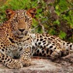 Bundala National Park Safari from Hikkaduwa - Returning to Hikkaduwa