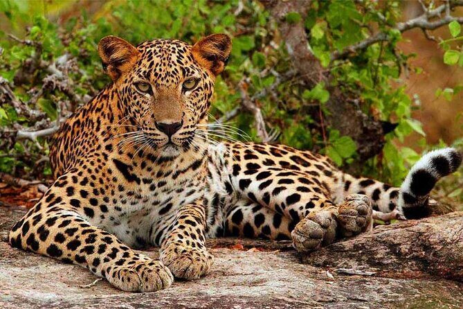 Bundala National Park Safari from Hikkaduwa - Returning to Hikkaduwa