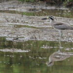 Bundala National Park Safari from Mirissa - What Makes This Tour Stand Out?