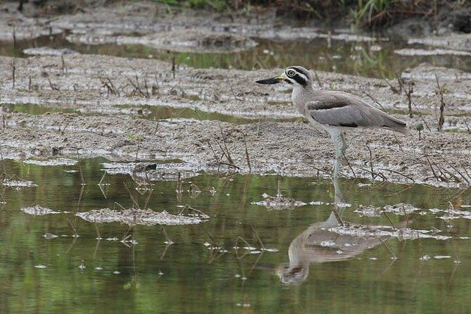 Bundala National Park Safari from Mirissa - What Makes This Tour Stand Out?