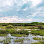 Bundala National Park Safari from Weligama - Analyzing the Cost and Overall Value