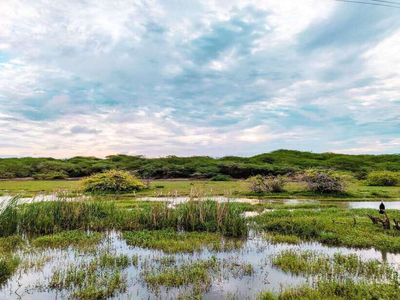 Bundala National Park Safari from Weligama - Analyzing the Cost and Overall Value