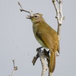 Bundala National Park Safari (PRIVATE TOURS)- Morning & Afternoon - Why This Safari Offers Great Value