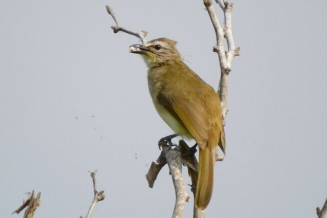 Bundala National Park Safari (PRIVATE TOURS)- Morning & Afternoon - Why This Safari Offers Great Value