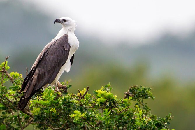 Bundala National Park Safari - Practical Tips for Your Safari