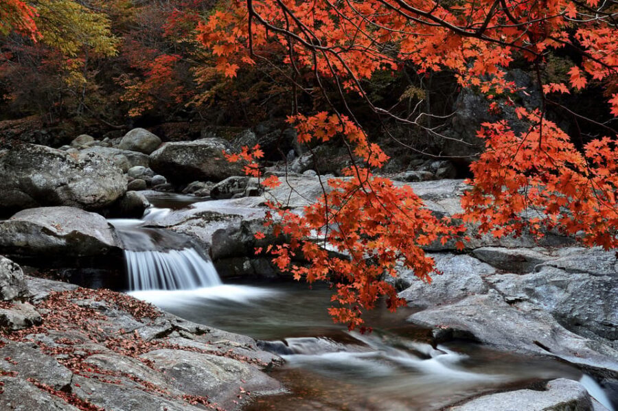 Busan: Mt. Jiri or Juwangsan Park Autumn Foliage Day Tour - The Mt. Jirisan Option: Majestic Mountain Scenery