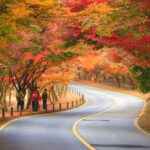 Busan: Naejangsan National Park Autumn Foliage One Day Tour - Analyzing the Value