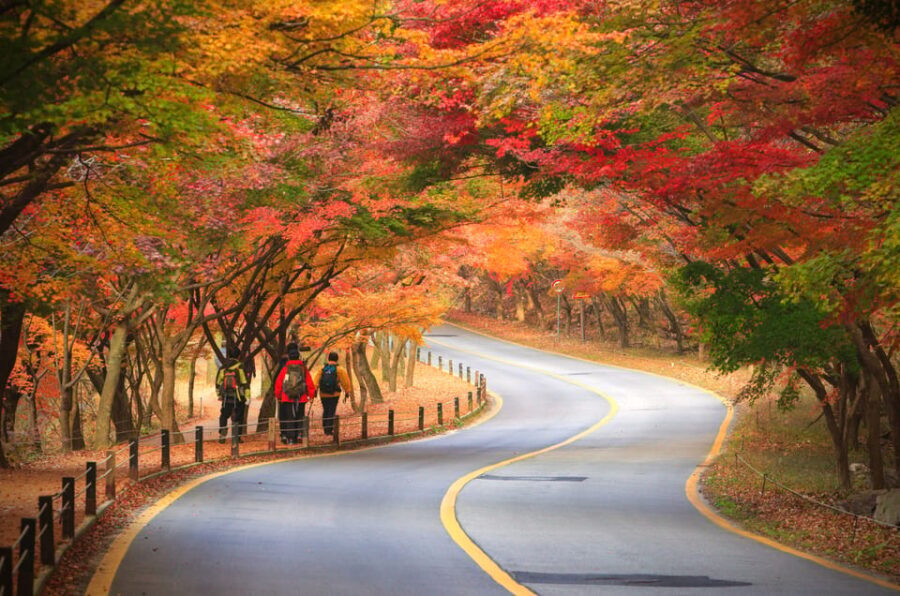 Busan: Naejangsan National Park Autumn Foliage One Day Tour - Analyzing the Value