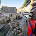 Busan Seafood Tour : Oyster village Tour with Oyster cuisines - Why This Tour Offers Great Value