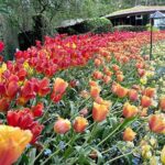 Butchart Gardens and Victoria City Private Tour 1-6 pax - The Itinerary: A Step-by-Step Breakdown