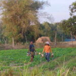 Cambodia Cooking Class, Oxcart Ride with Local Village Tour - Practical Tips