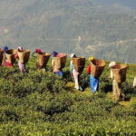 Cameron Highlands 1 Day Tour from Kuala Lumpur - Who Should Consider This Tour?