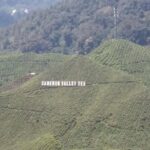 Cameron Highlands 3 Days 2 Night Tours Private (per Vehicle) - Authentic Experiences and Traveler Insights