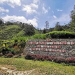 Cameron Highlands & Batu Caves Full-Day Tour - Practical Details and Overall Value