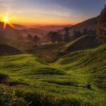 Cameron Highlands Day Tour From Kuala Lumpur (Private Tour) - The Heart of Cameron Highlands: Tea and Scenic Vistas