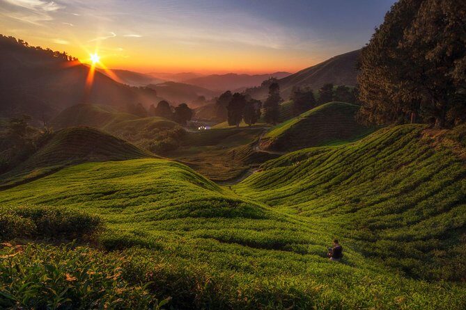 Cameron Highlands Day Tour From Kuala Lumpur (Private Tour) - The Heart of Cameron Highlands: Tea and Scenic Vistas