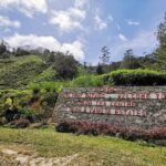 Cameron Highlands Full-Day Nature Tour - An Honest Look at the Cameron Highlands Full-Day Tour