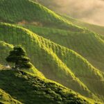 Cameron Highlands Full-Day Tour - The Experience: What You Can Expect