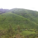 Cameron Highlands Hill Forest Walk - Frequently Asked Questions