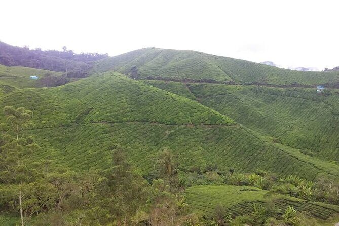Cameron Highlands Hill Forest Walk - Frequently Asked Questions