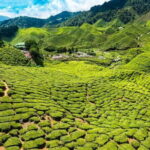 Cameron Highlands Private Day Tour from Ipoh, Package B - A Close Look at the Itinerary