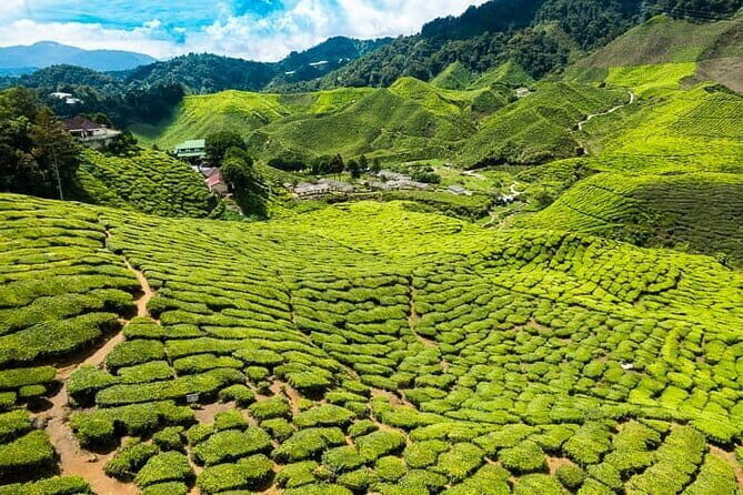Cameron Highlands Private Day Tour from Ipoh, Package B - A Close Look at the Itinerary