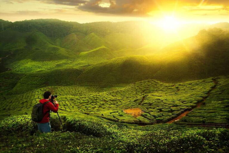 Cameron Highlands Private Tour with Tea Plantation Visit - Itinerary Breakdown: What You’ll Experience